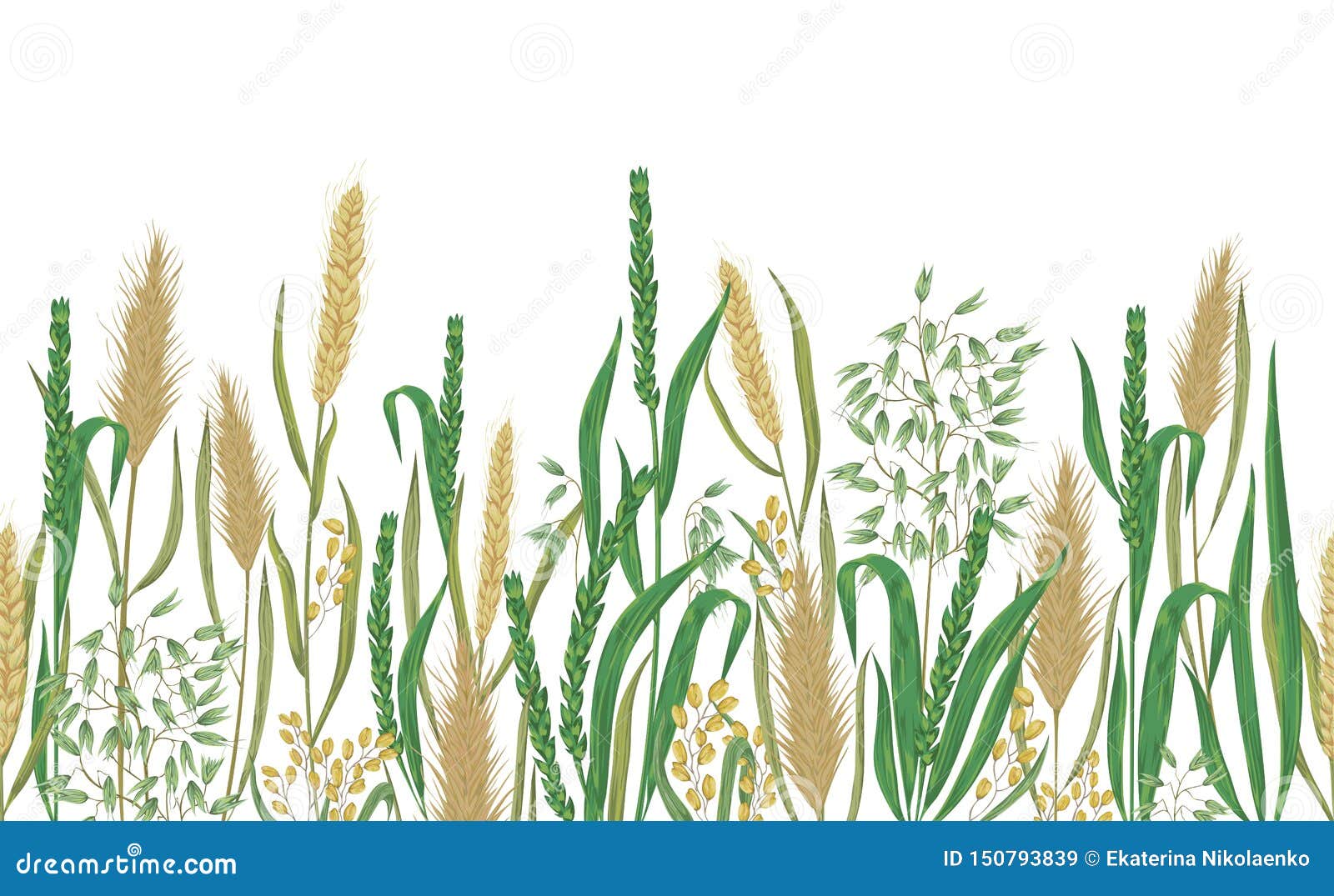 Seamless Border with Cereals. Barley, Wheat, Rye, Rice and Oat ...