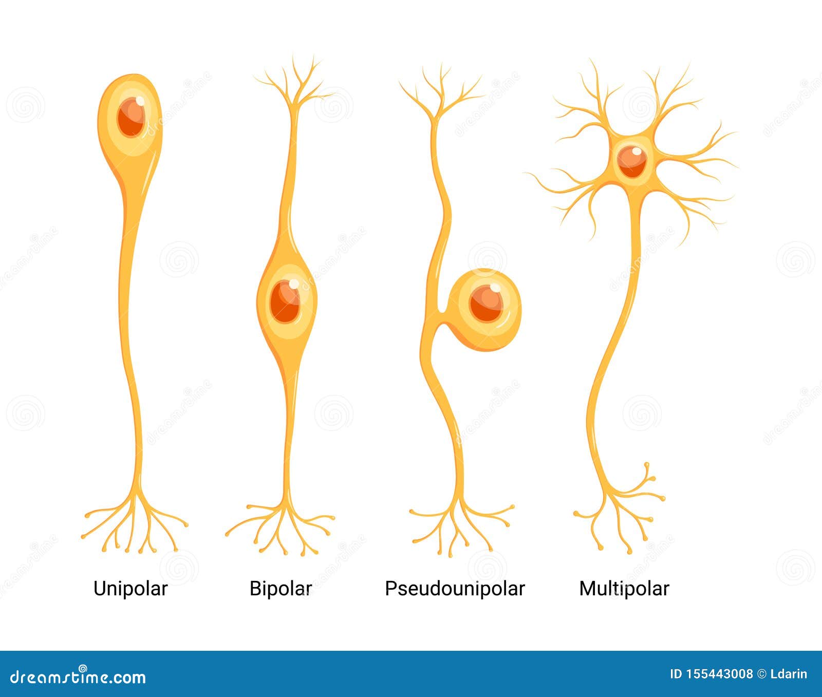 Types Of A Multipolar Neurons Royalty-Free Stock Photo | CartoonDealer ...