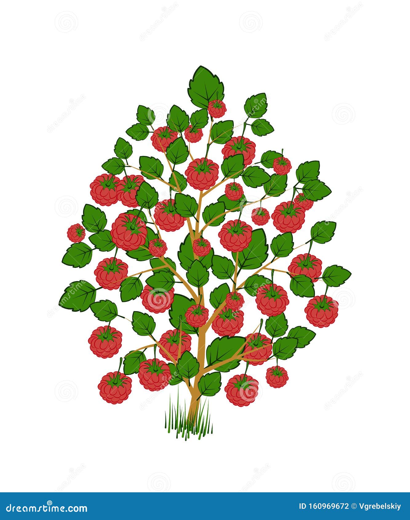 Raspberry bush. stock vector. Illustration of healthy - 160969672