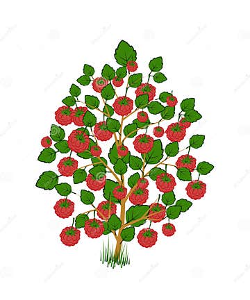 Raspberry bush. stock vector. Illustration of healthy - 160969672