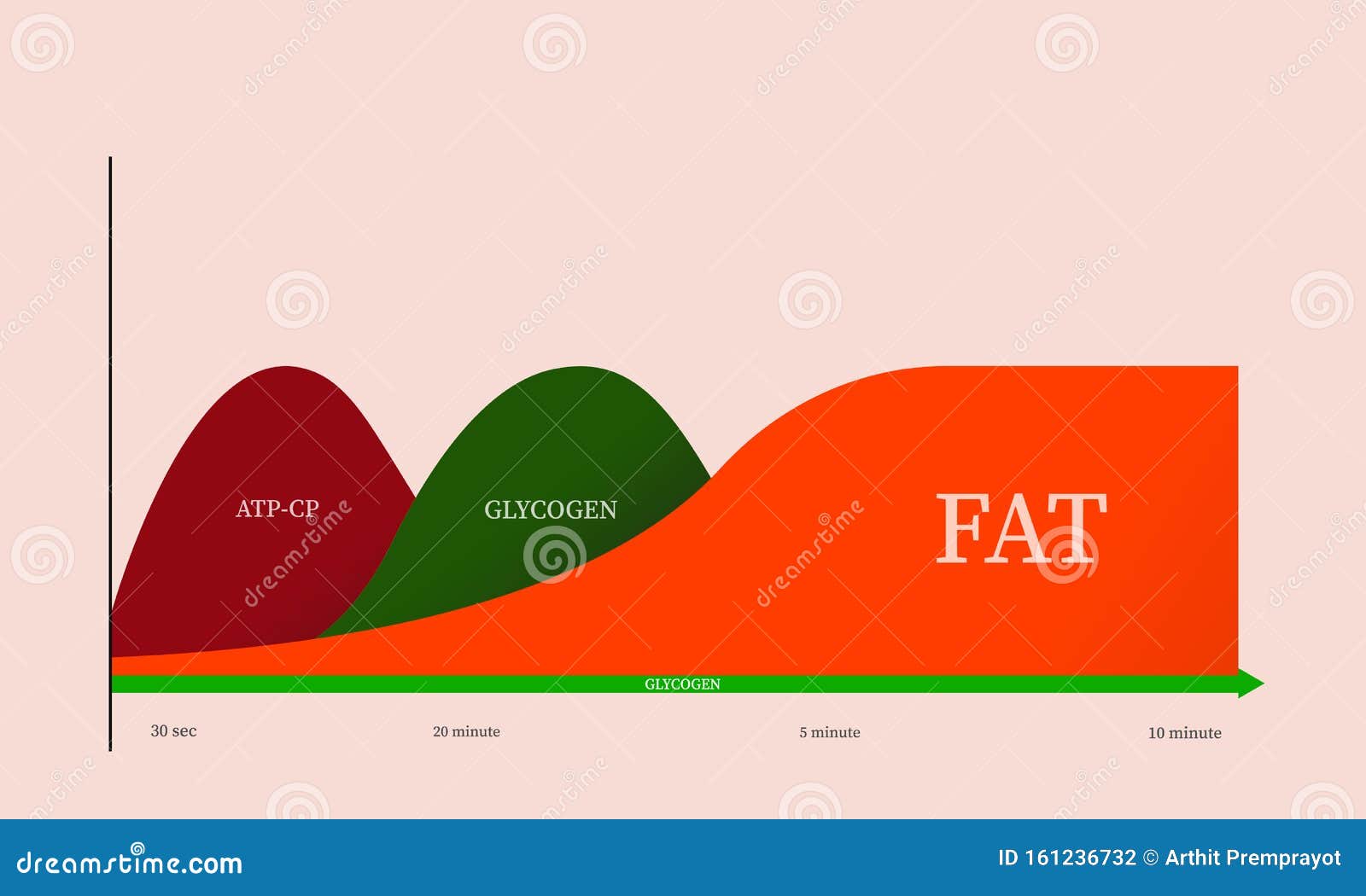 Body Infographics. Human Health Medical Vector Anatomy Infographic With ...