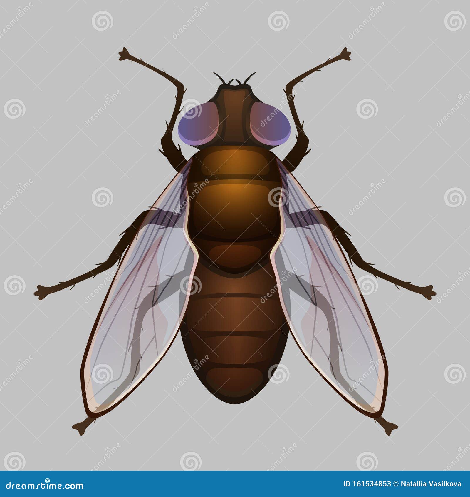 Fly, Housefly Vector Illustration Isolated On White Background. Shiny ...