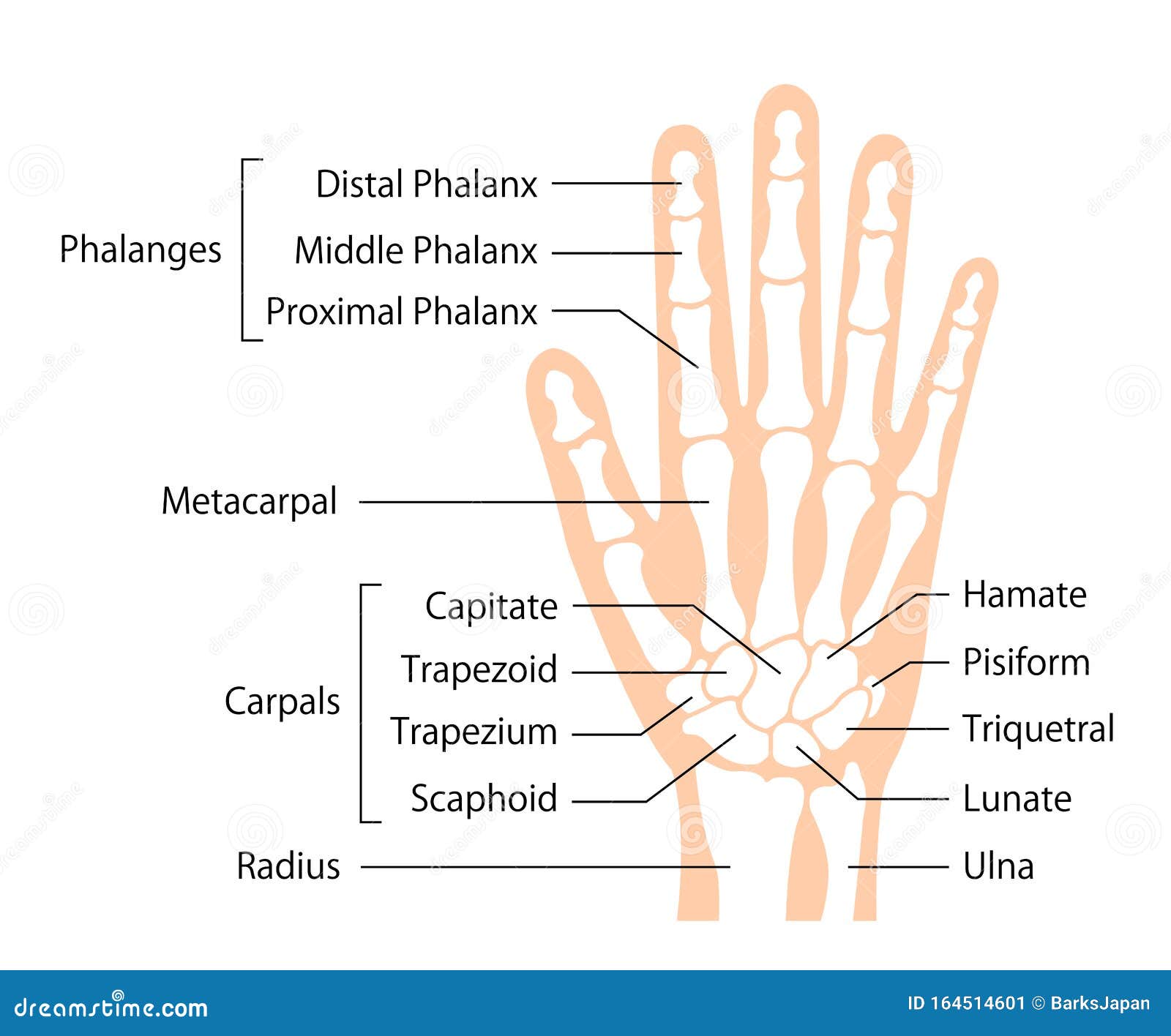 The Hamate Bone Royalty-Free Illustration | CartoonDealer.com #56651970