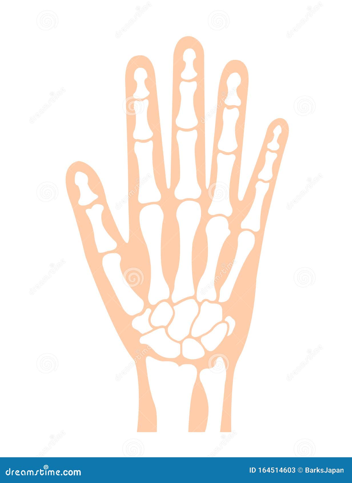 Scaphoid Bone Fracture Medical Illustration On White Background ...