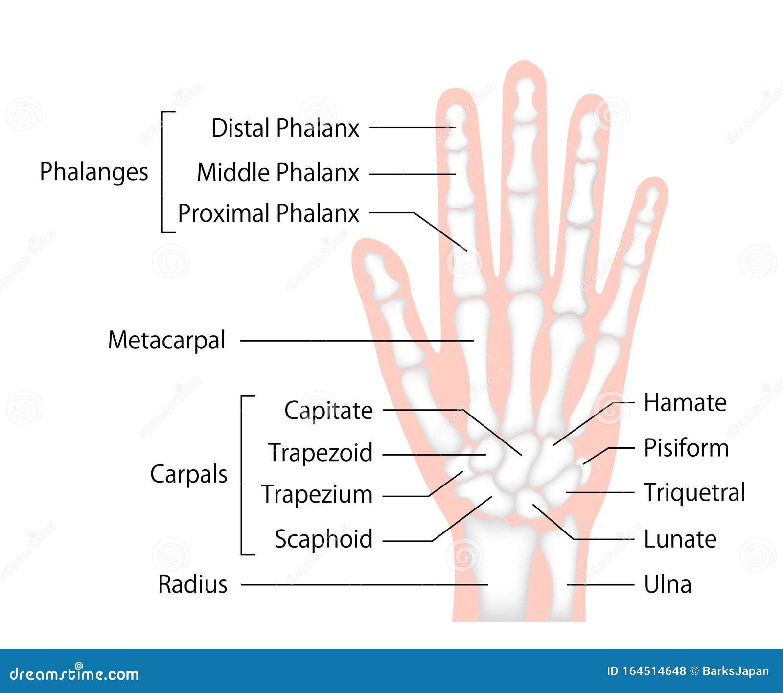 Hand Bone Flat Vector Illustration Human Anatomy Stock Vector ...