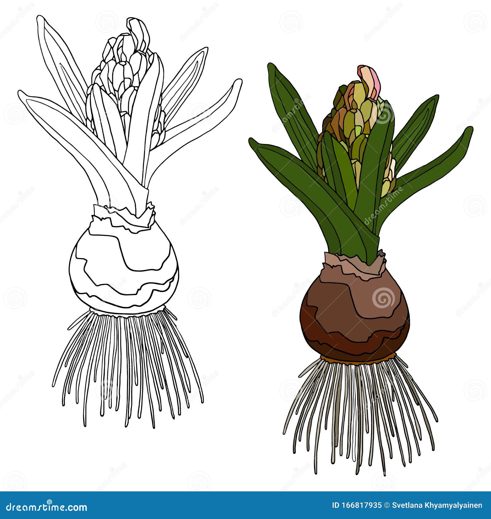 Coloring Page With Color Option. Spring Flowers. Hyacinth. Stock ...