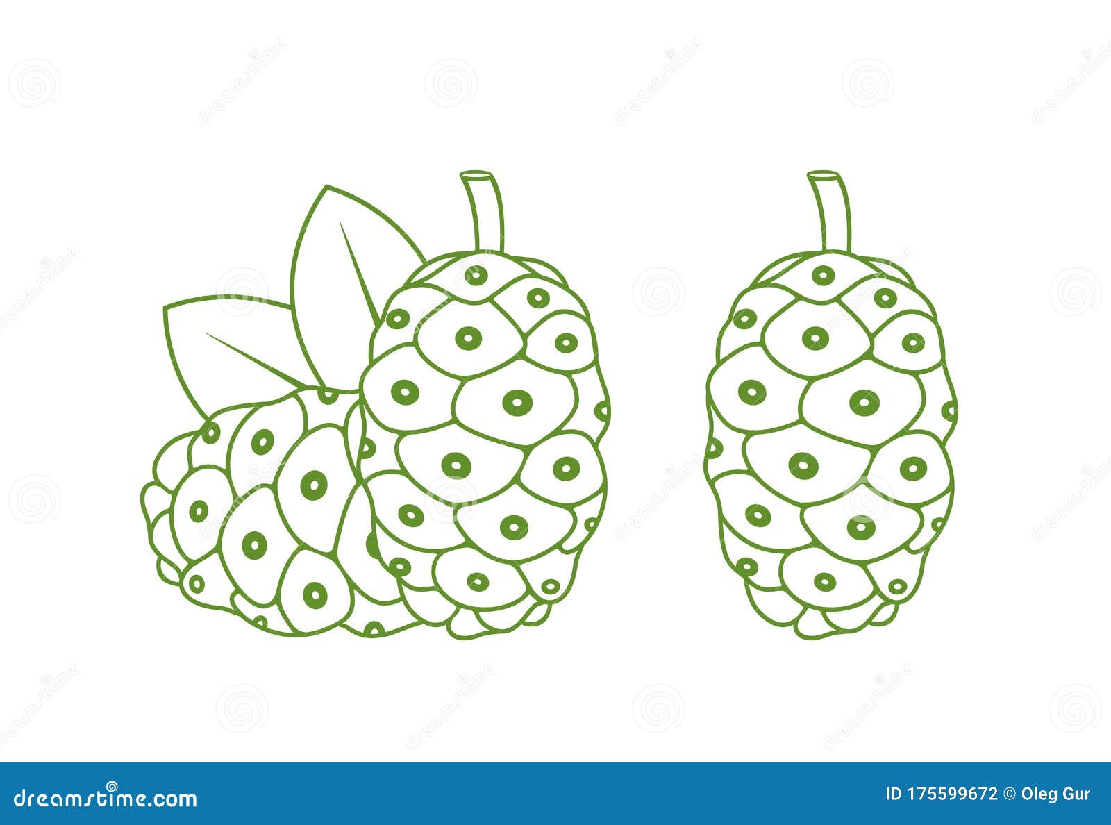 Noni Fruit Outline. Isolated Noni Fruit on White Background Stock ...