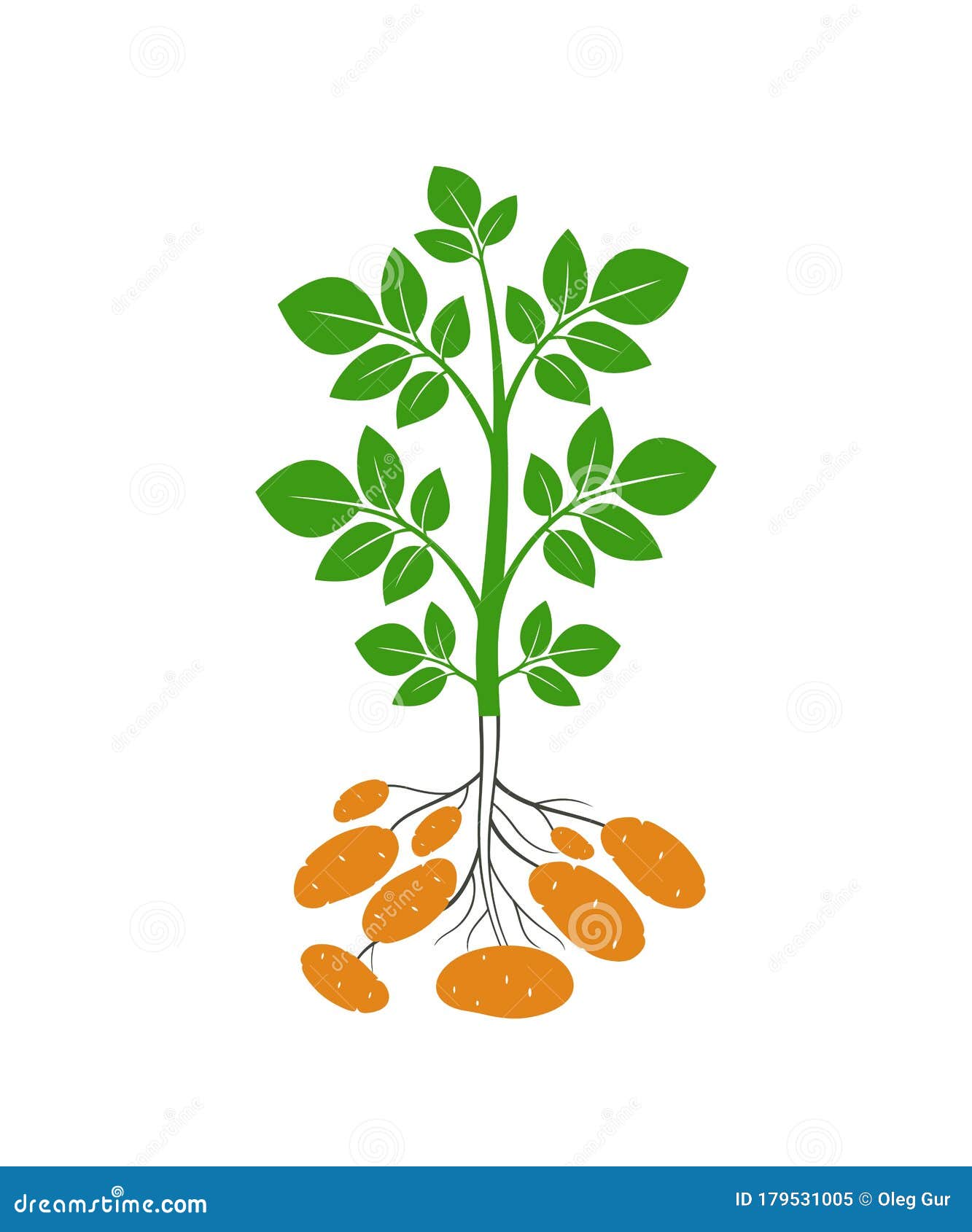 Crop Stages Of Chickpea. Growing Animation Chick Pea Plant. Known As ...