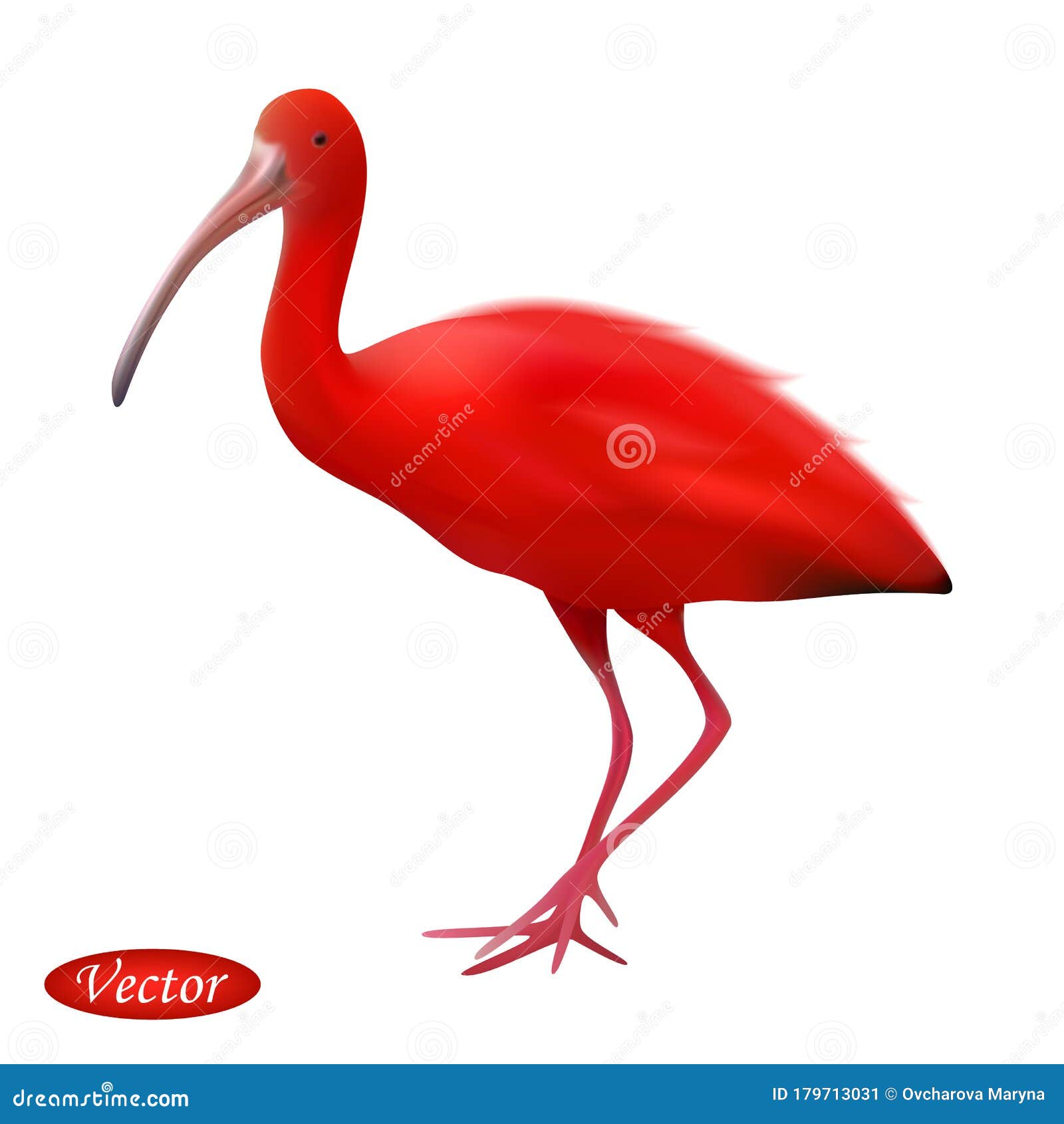 Red Ibis Isolated on a White Background. Vector Illustration. Realistic ...
