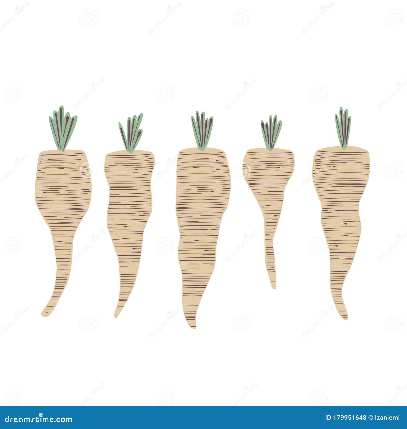Parsley Root - Cartoon Design Element. Stock Vector - Illustration of ...