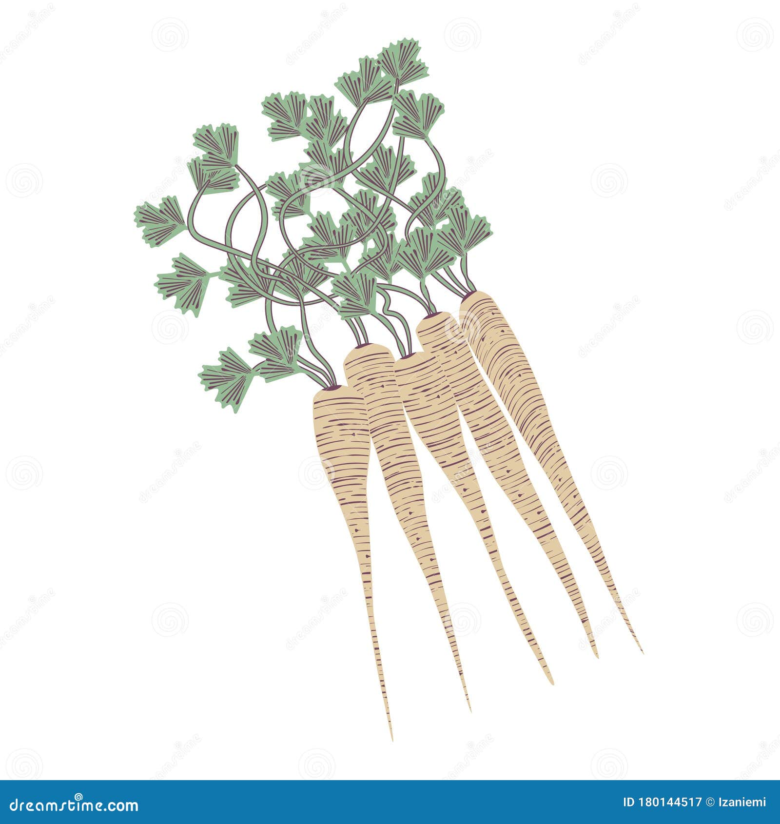 Parsnip - Decorative Design Element. Stock Vector - Illustration of ...