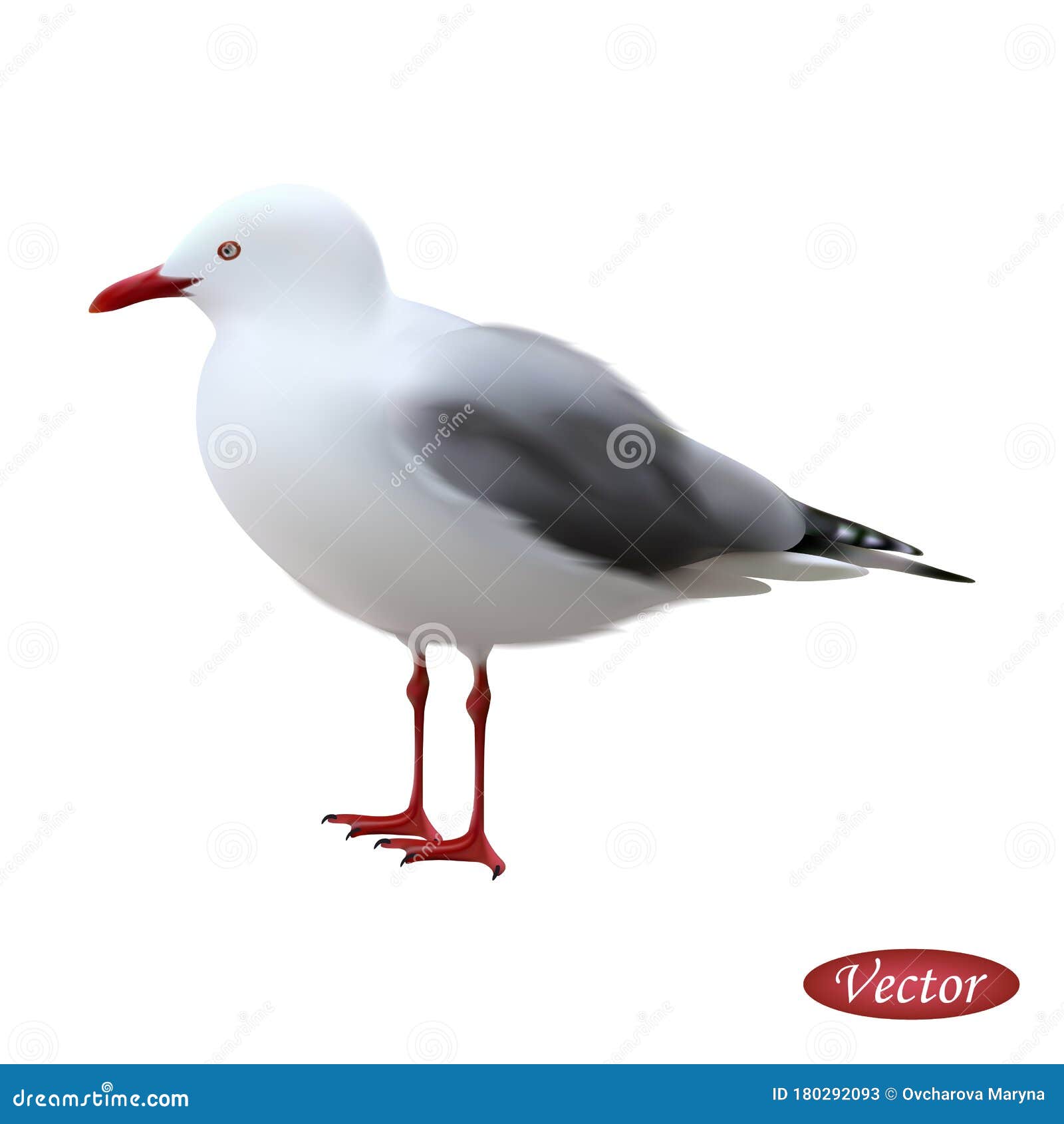 Sea Gull Isolated on a White Background. Realistic Gull. Vector ...