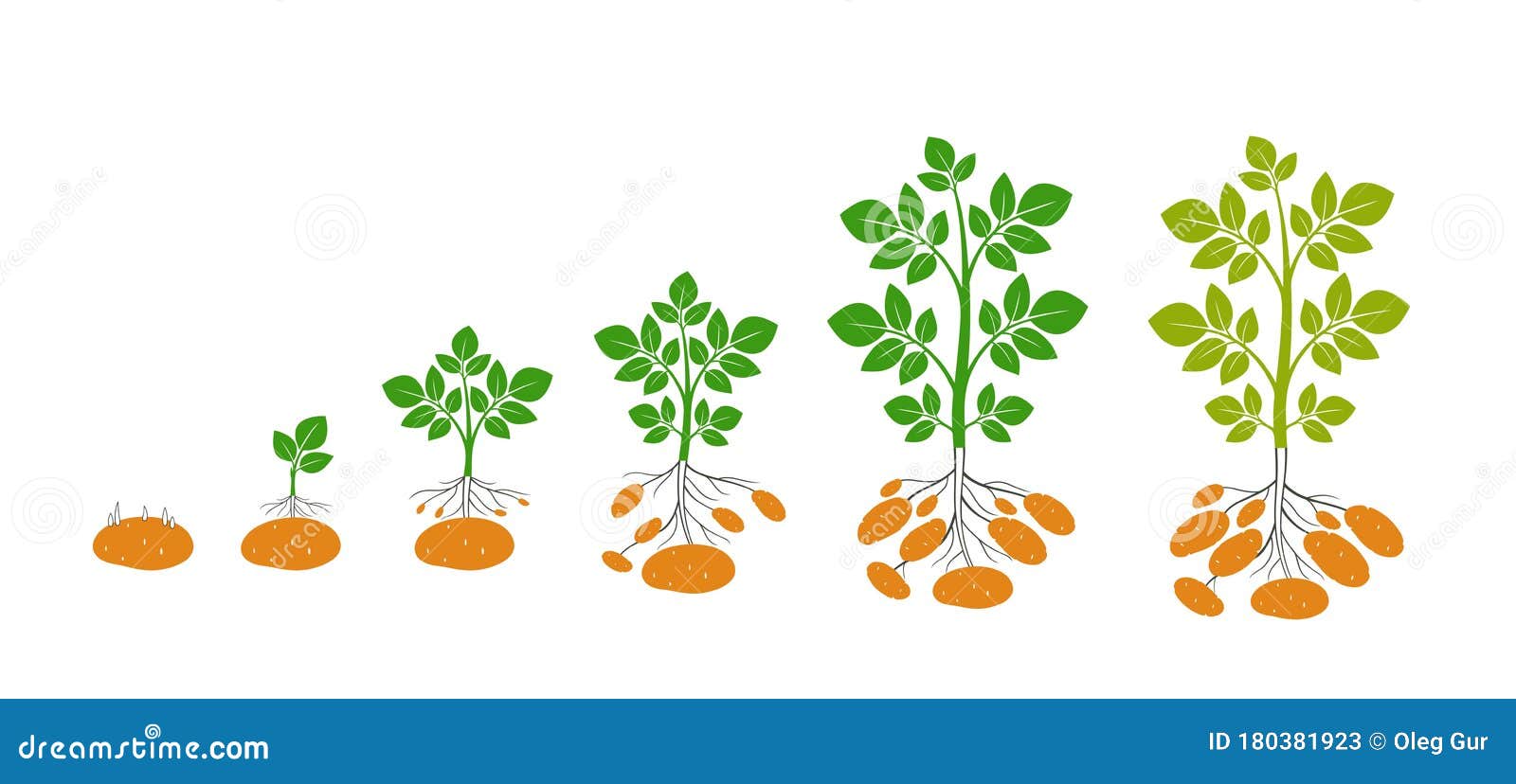 Potatoes Plant Growing Process From Seed To Ripe Vegetables On Plants ...