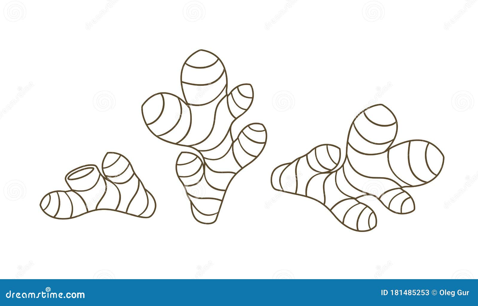 Ginger Outline. Isolated Ginger on White Background Stock Vector ...