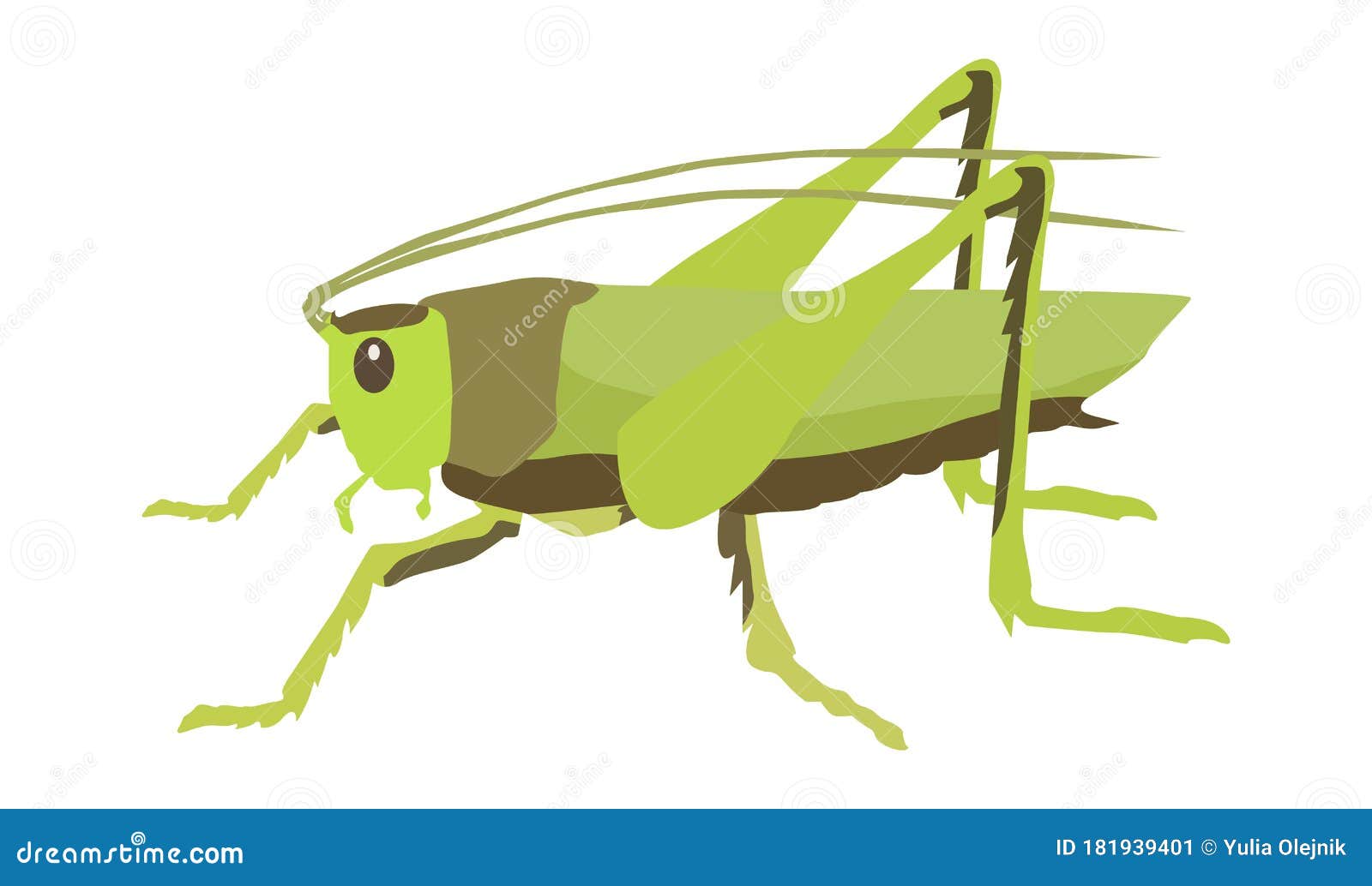 Grasshopper Insect Drawing
