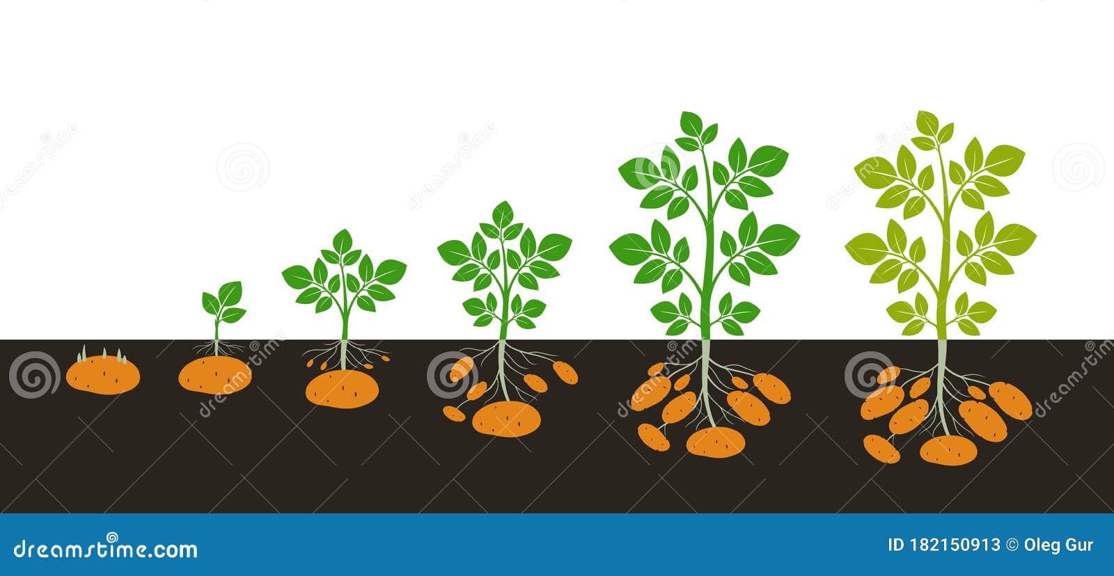 Potatoes Plant. Spud Plants With Roots In The Soil. Harvest Potato ...