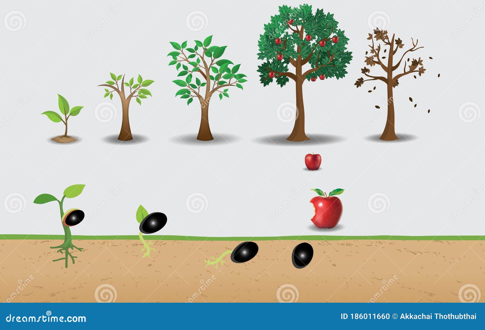 Life Cycle Of Apple Tree Cartoon Vector | CartoonDealer.com #64728723