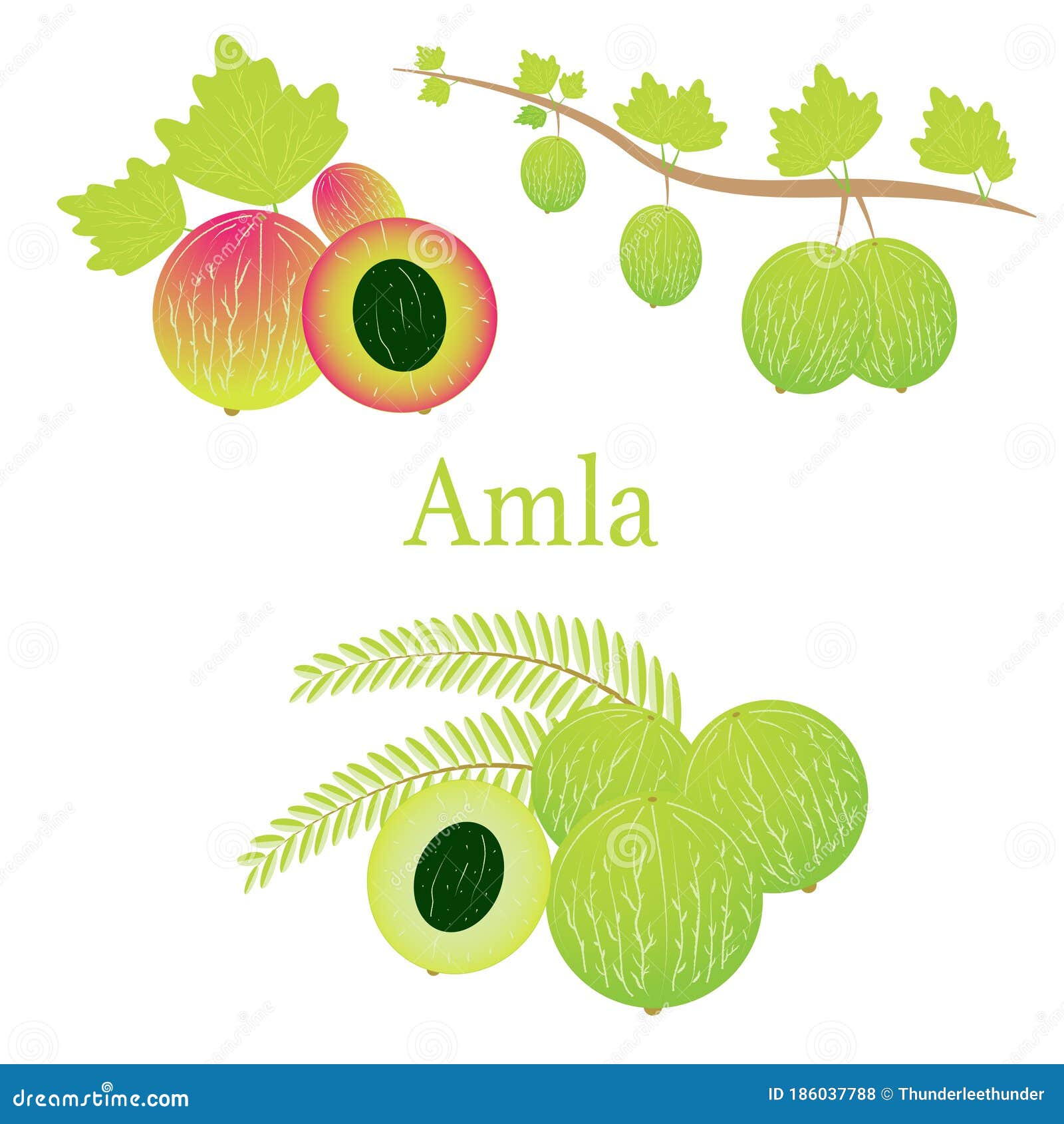 Amla or Indian Gooseberry and Leaves. Cosmetics and Medical Plant Stock ...