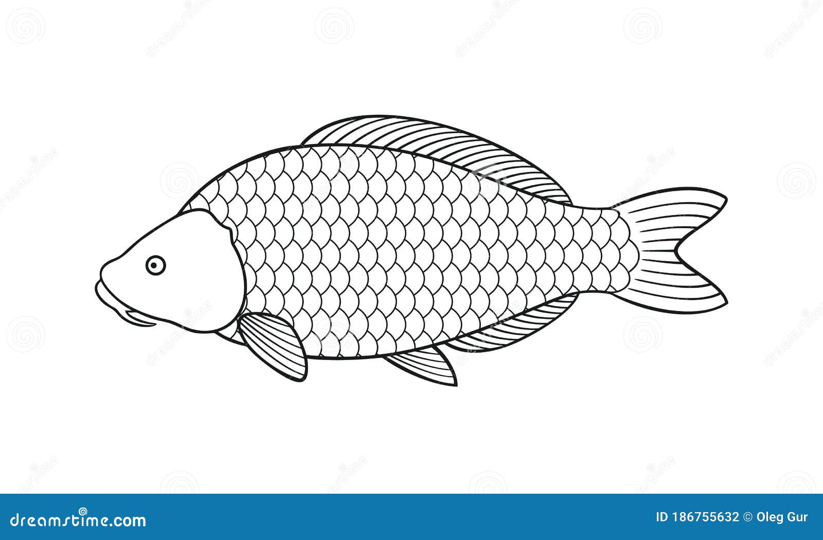 Carp Outline. Isolated Carp on White Background Stock Vector ...