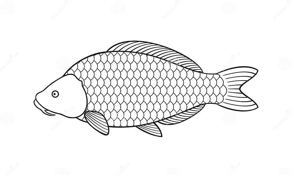 Carp Outline. Isolated Carp on White Background Stock Vector ...