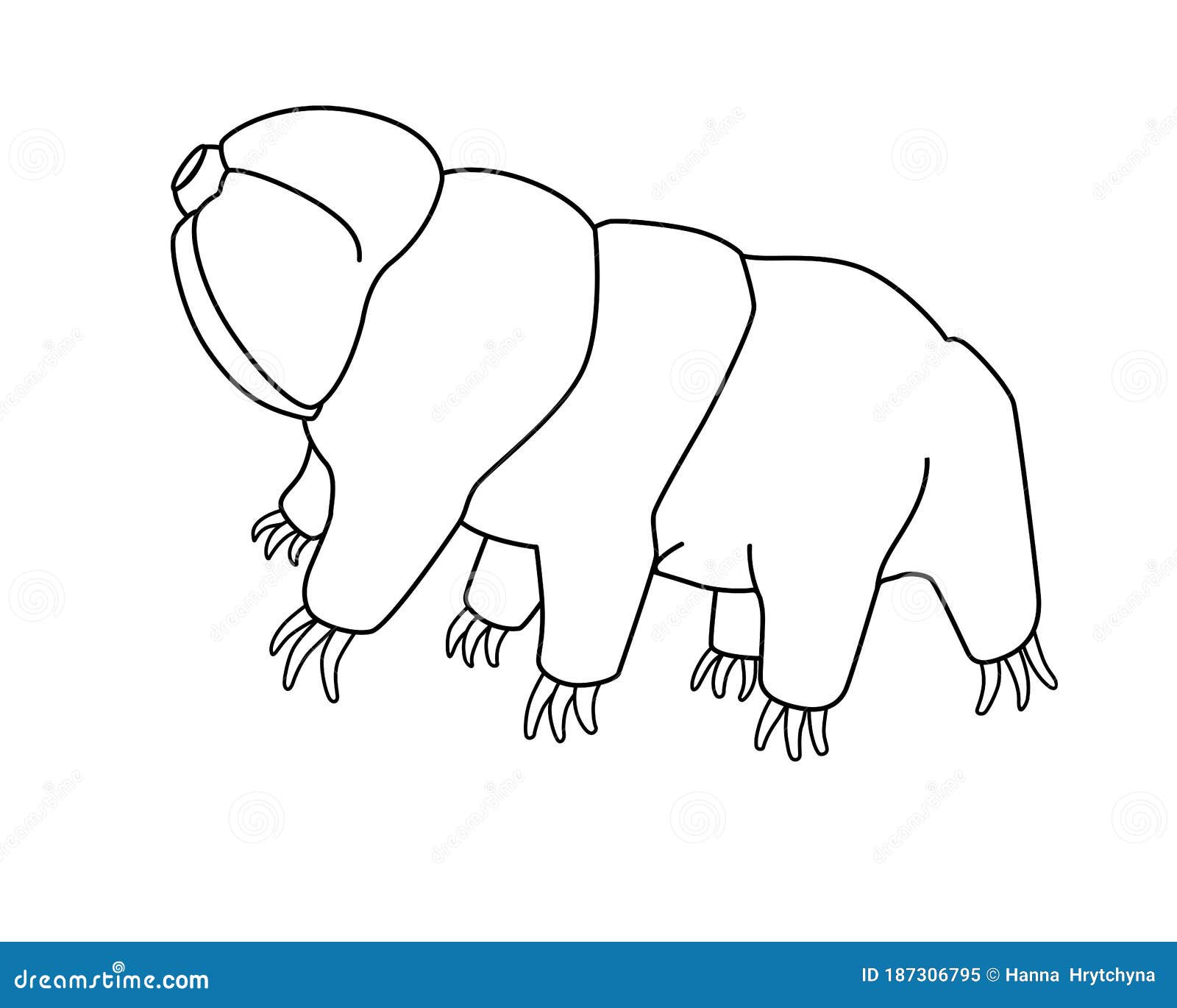 Microscopic Animal Tardigrade Waterbear Underwater Stock Photography ...