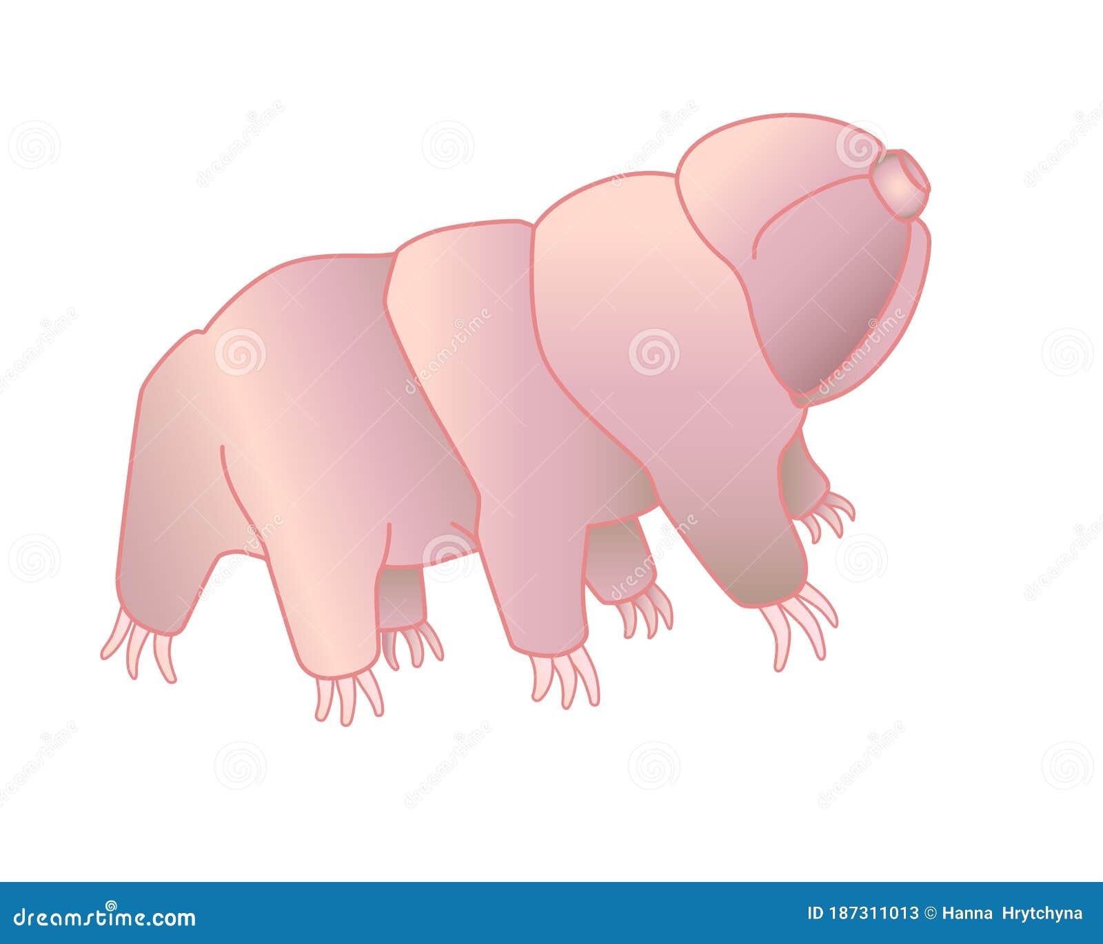 Tardigrades - Vector Full Color Picture with a Microscopic Animal ...