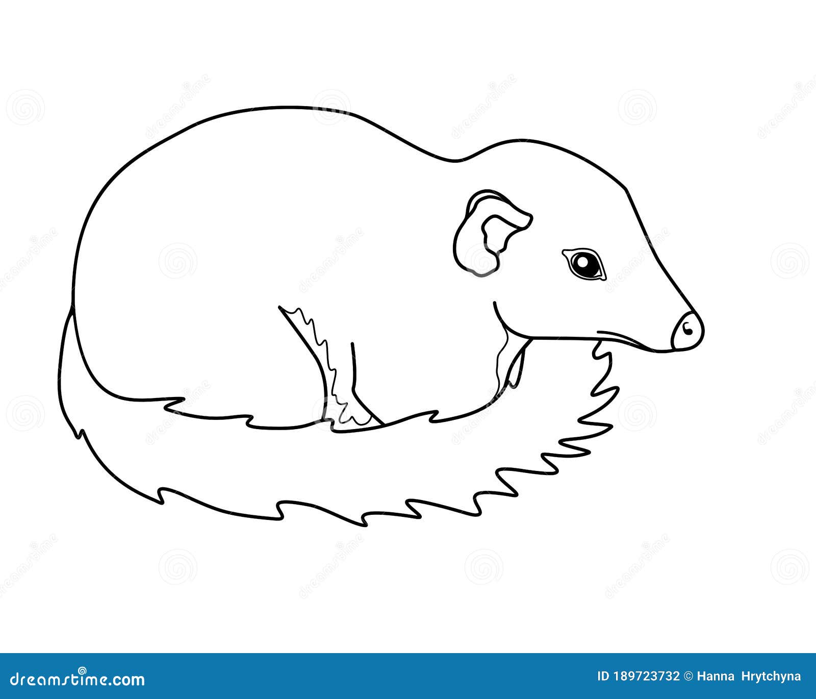 Tupaia - Small Primate - Vector Linear Picture for Coloring. Asian ...