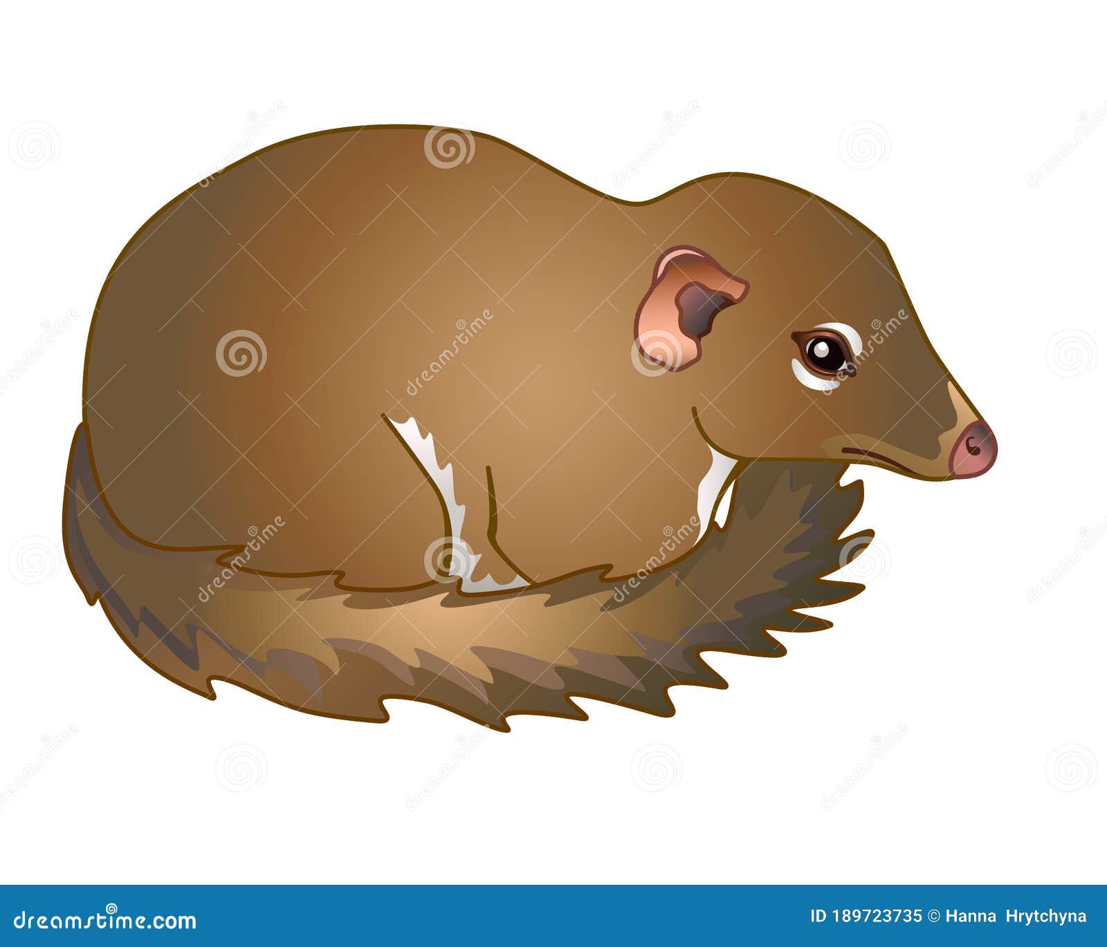 Tupaia - Small Primate - Vector Full Color Picture.Asian Small Animal ...