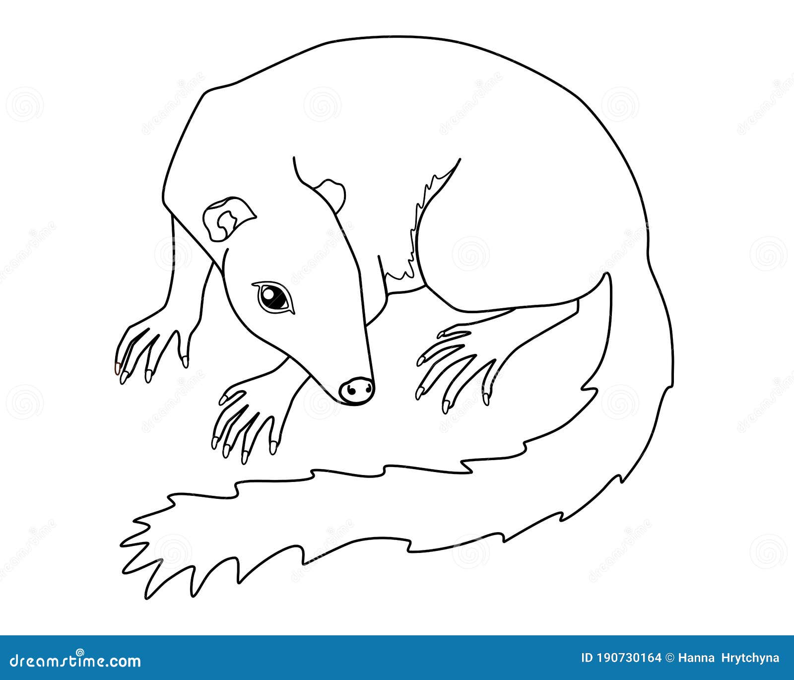 Treeshrew. Tupaia - Small Asian Animal - Vector Linear Picture for ...