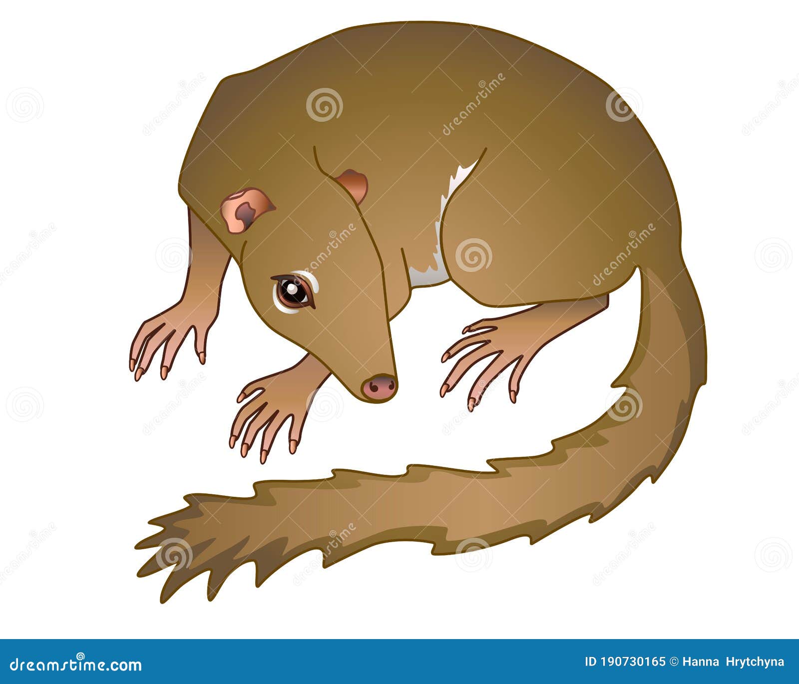 Treeshrew. Tupaia - Small Asian Animal - Vector Full Color Illustration ...