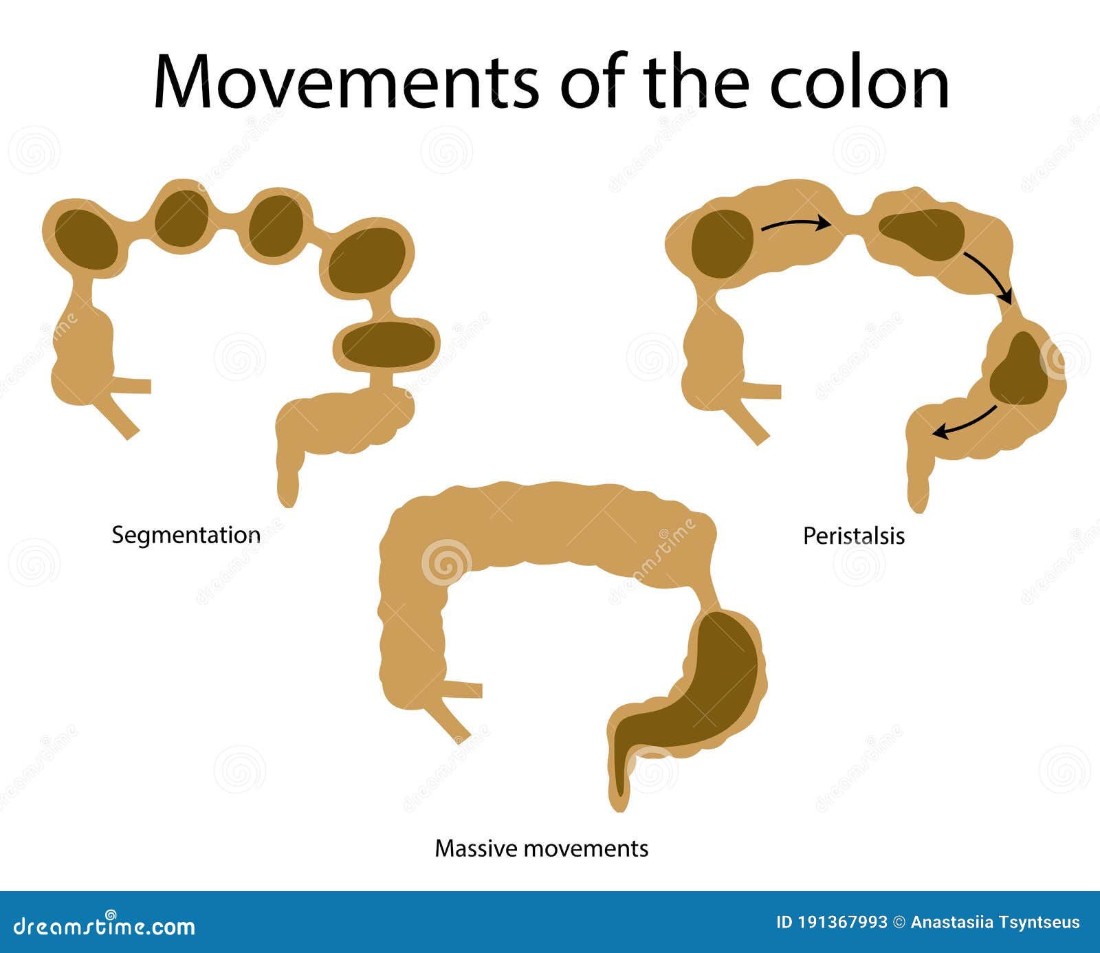 Bowel Movements Stock Illustrations – 52 Bowel Movements Stock ...