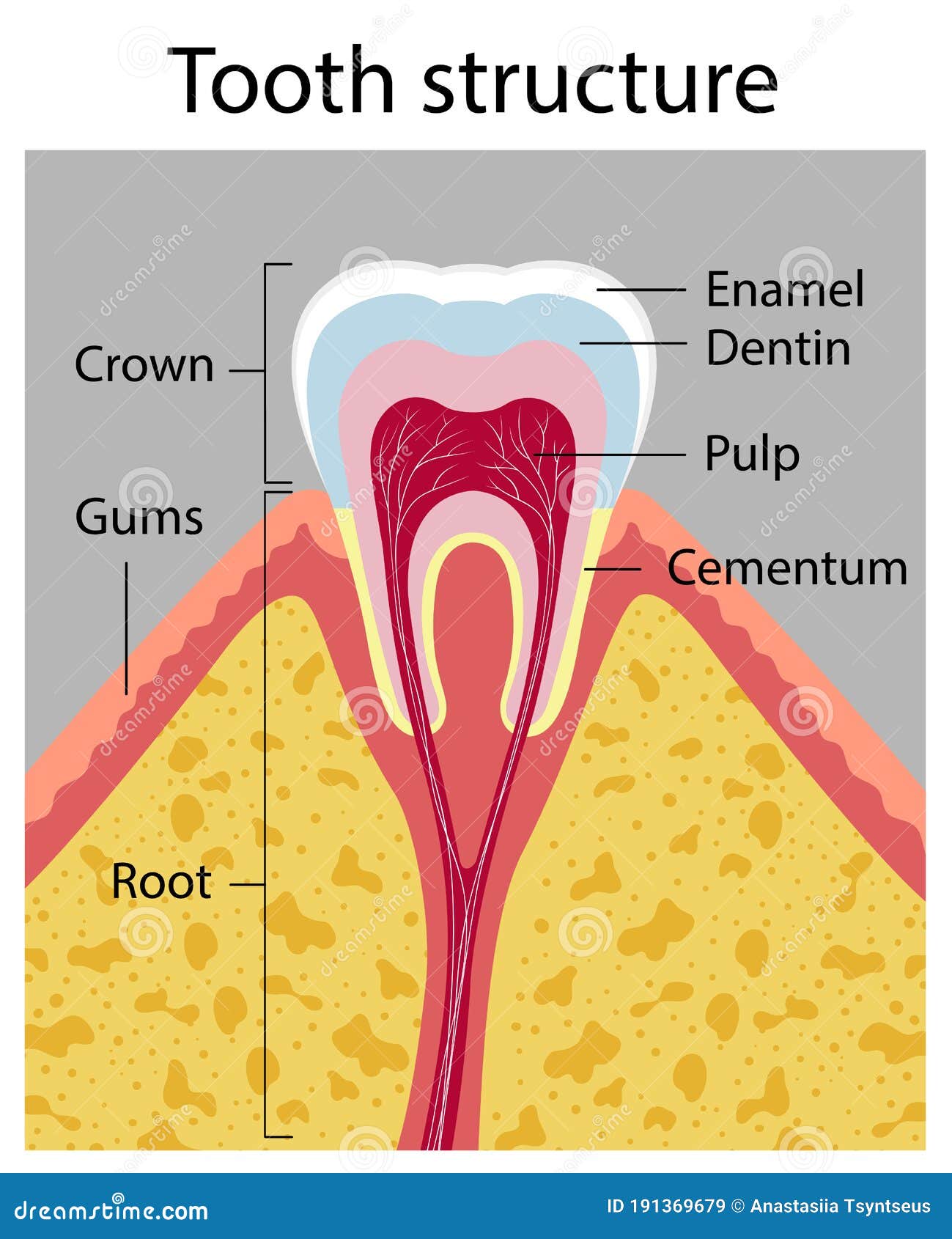 Tooth Structure. Medical Poster Stock Vector - Illustration of diagram ...