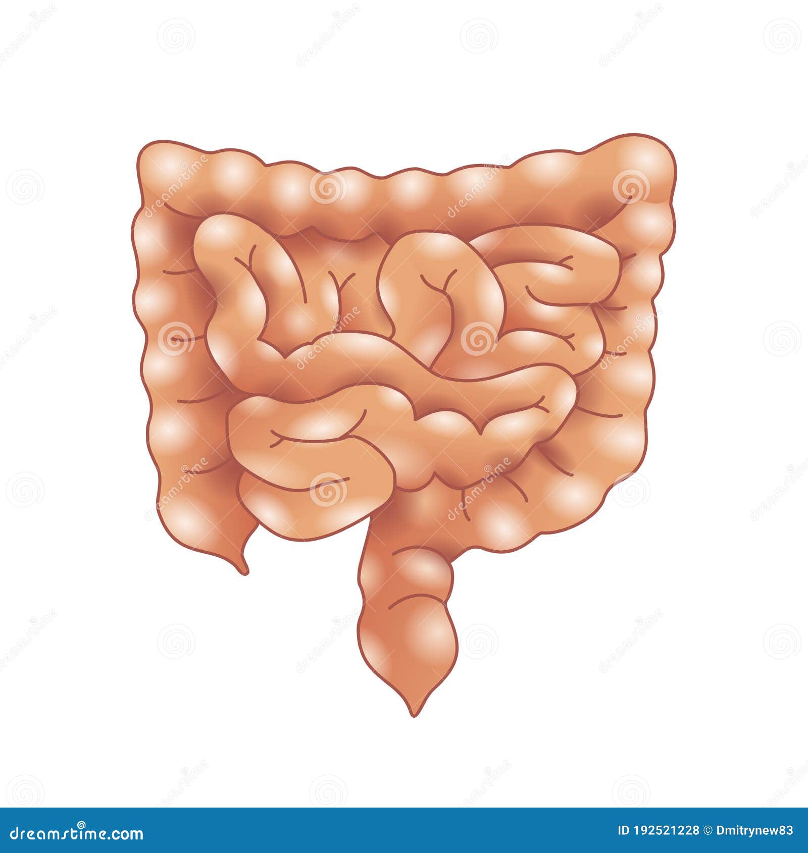 Intestine - Anatomy of Human Viscera Stock Vector - Illustration of ...