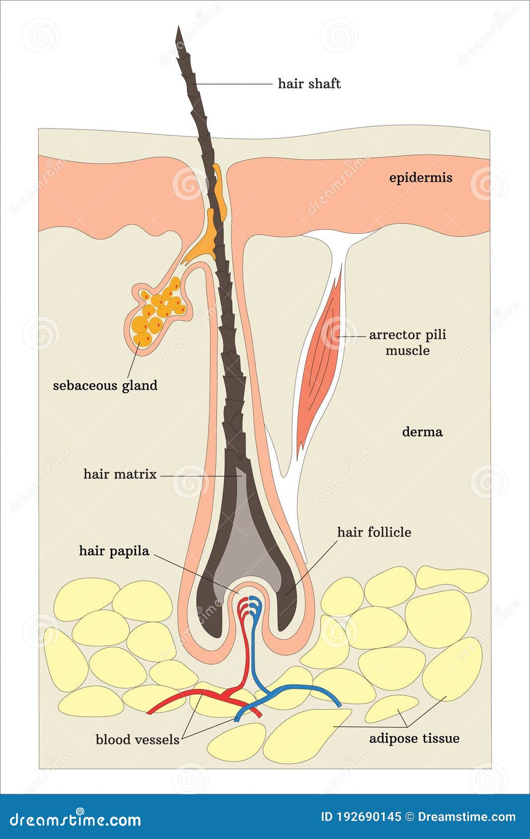 The Structure of Human Hair and Skin with Inscriptions. Stock Vector ...