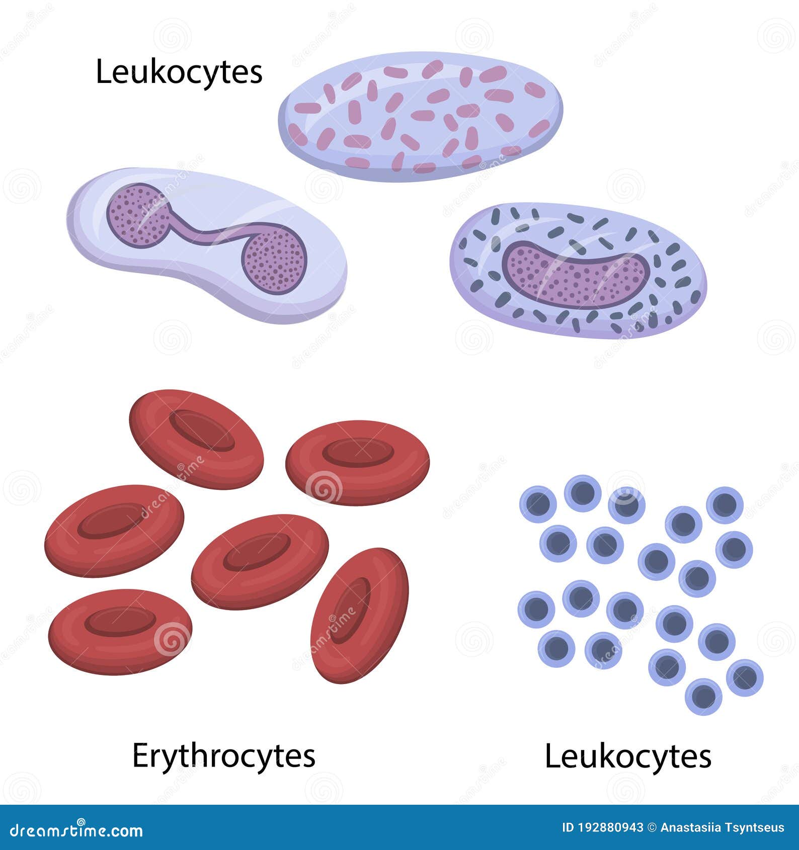 Blood Leukocytes, Erythrocytes Stock Vector - Illustration of diagram ...