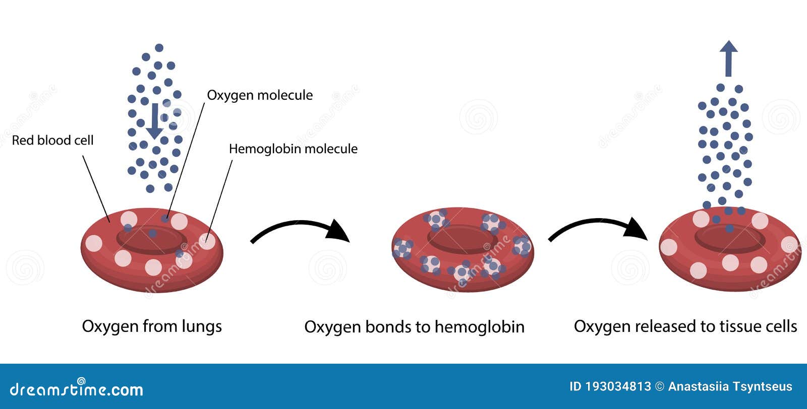 Vector Illustration of Oxygen and Hemoglobin. Stock Vector ...