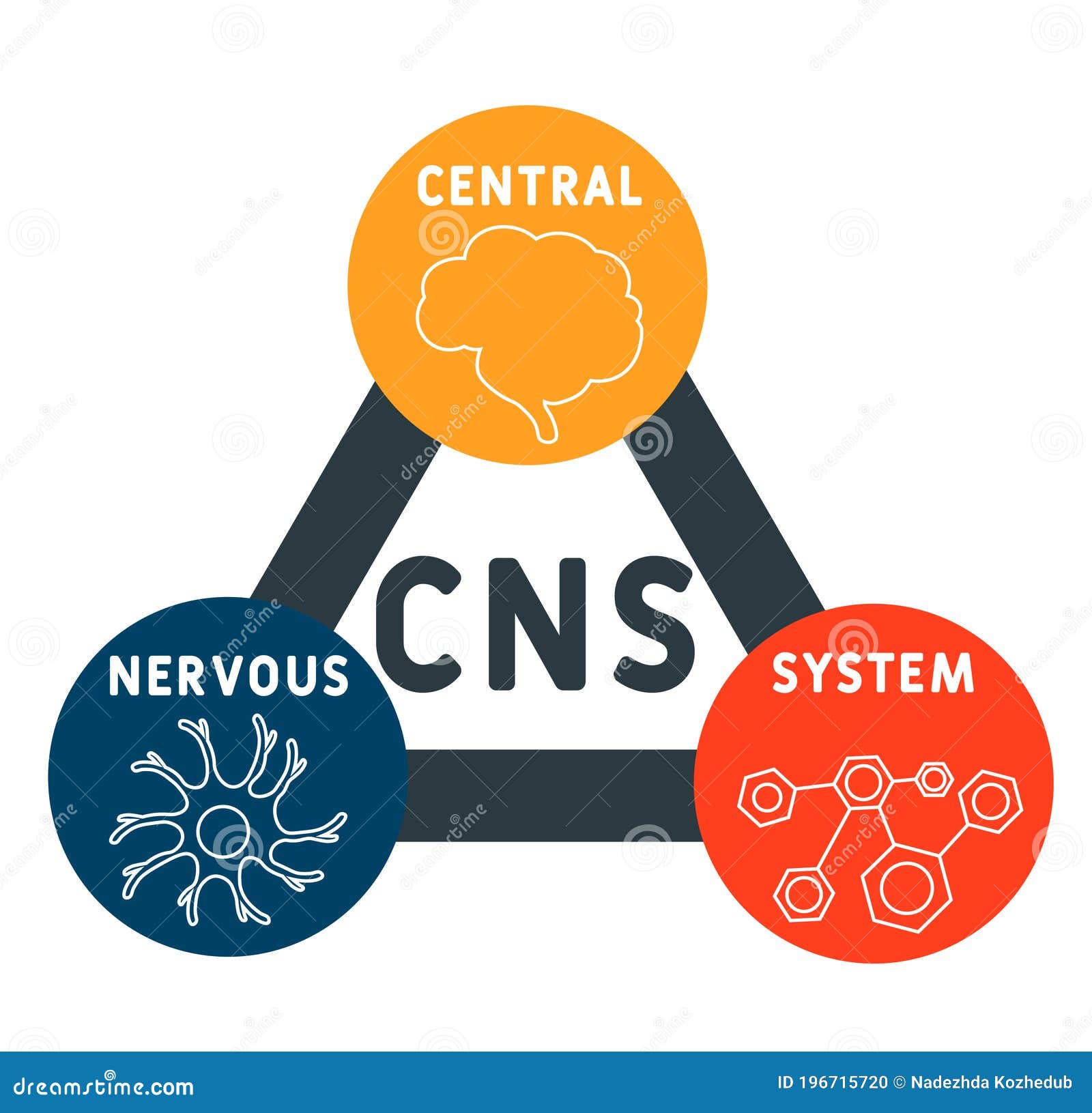 CNS - Central Nervous System. Acronym, Medical Concept Background ...