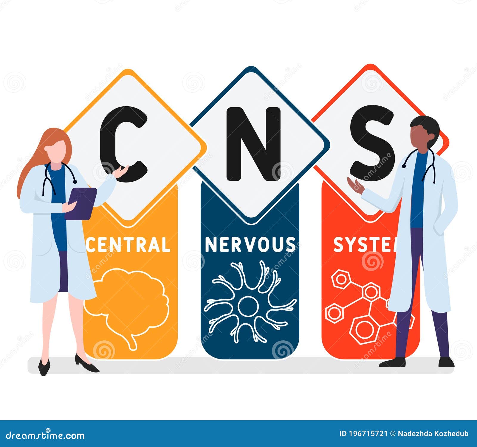 Flat Design with People. CNS - Central Nervous System Acronym, Medical ...