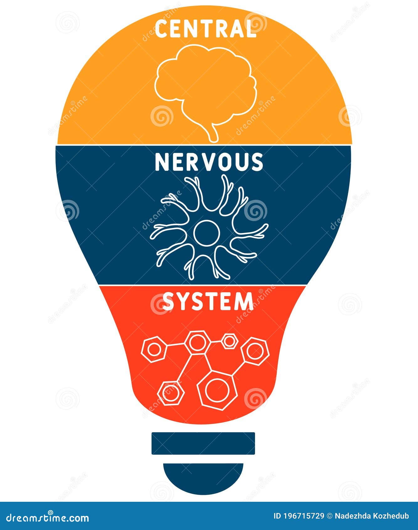 CNS - Central Nervous System. Acronym, Medical Concept Background ...