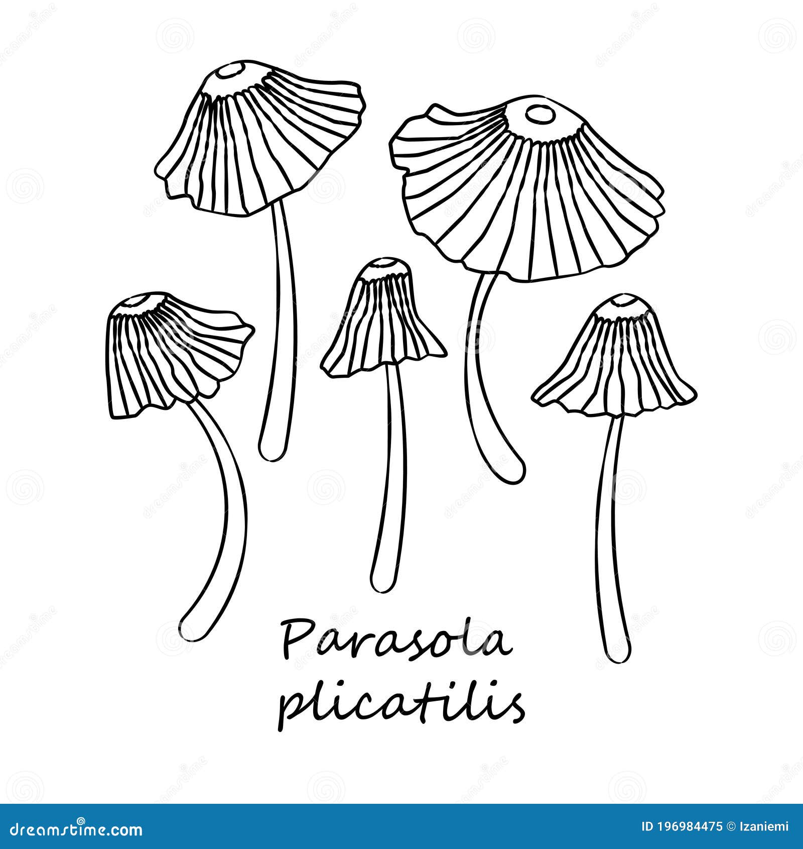 Pleated Ink Cap Mushroom - Vector Illustration Stock Vector ...
