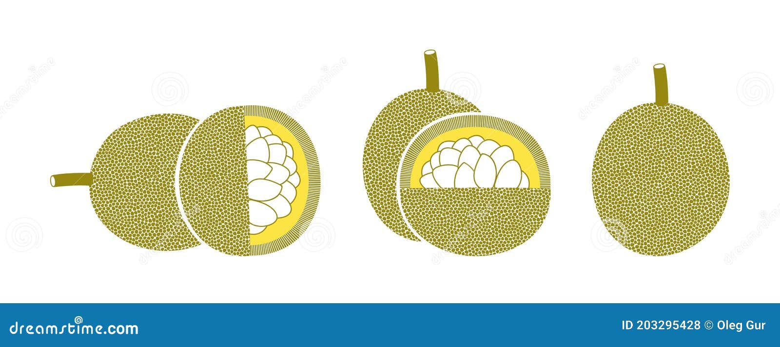 Marang Isolated On White. Artocarpus Odoratissimus, Called Terap ...