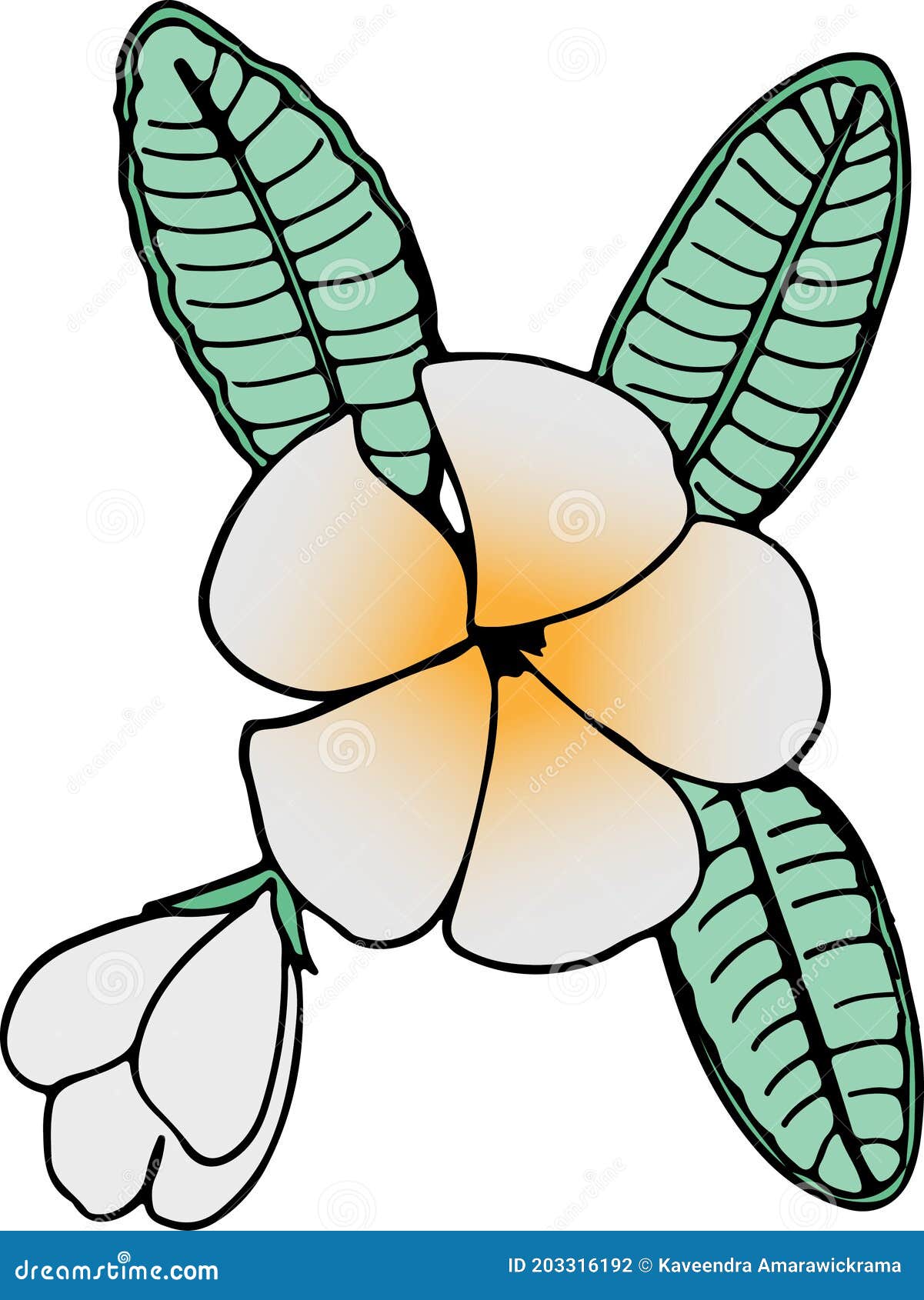 Temple Flower Illustration on White Stock Vector - Illustration of ...