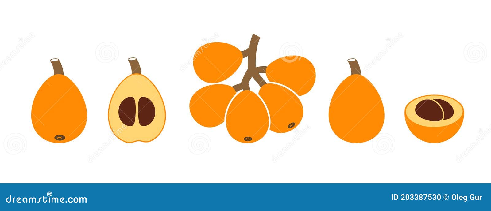 Loquat Logo. Isolated Loquat on White Background Stock Vector ...