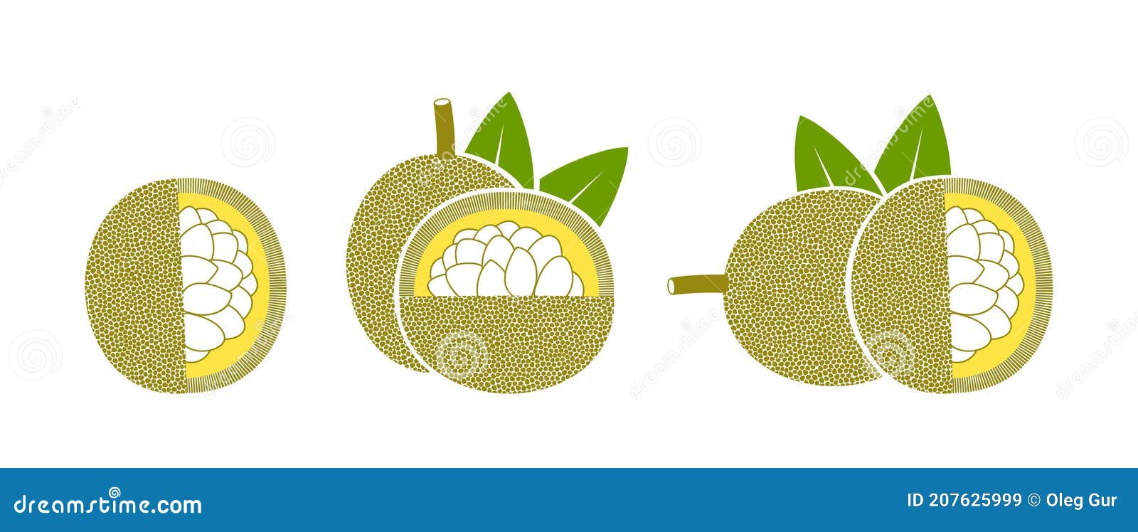 Marang Isolated On White. Artocarpus Odoratissimus, Called Terap ...