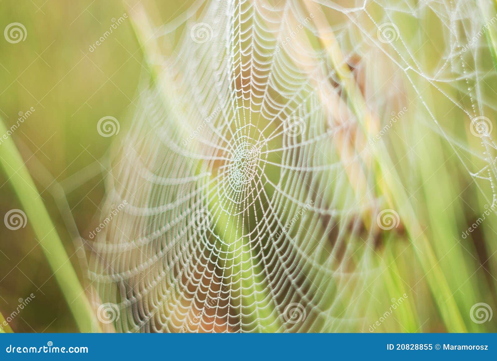 Web stock image. Image of frame, nature, grid, macro - 20828855