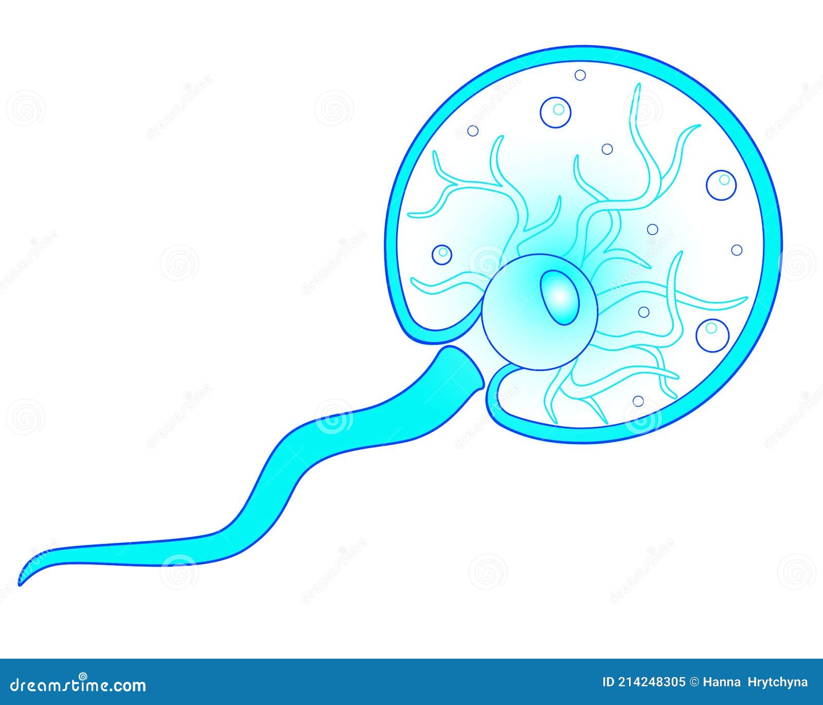 Noctiluca Scintillans, Sea Sparkle Animal - Vector Picture. the Species ...