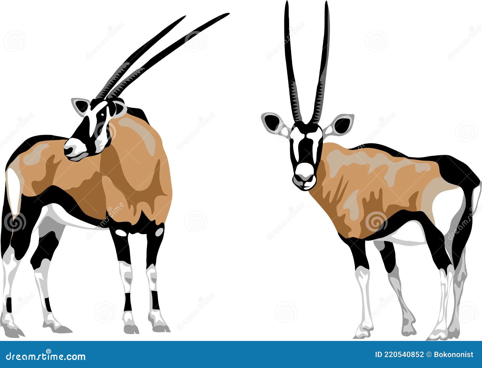 Gemsbok vector stock vector. Illustration of mammal - 220540852