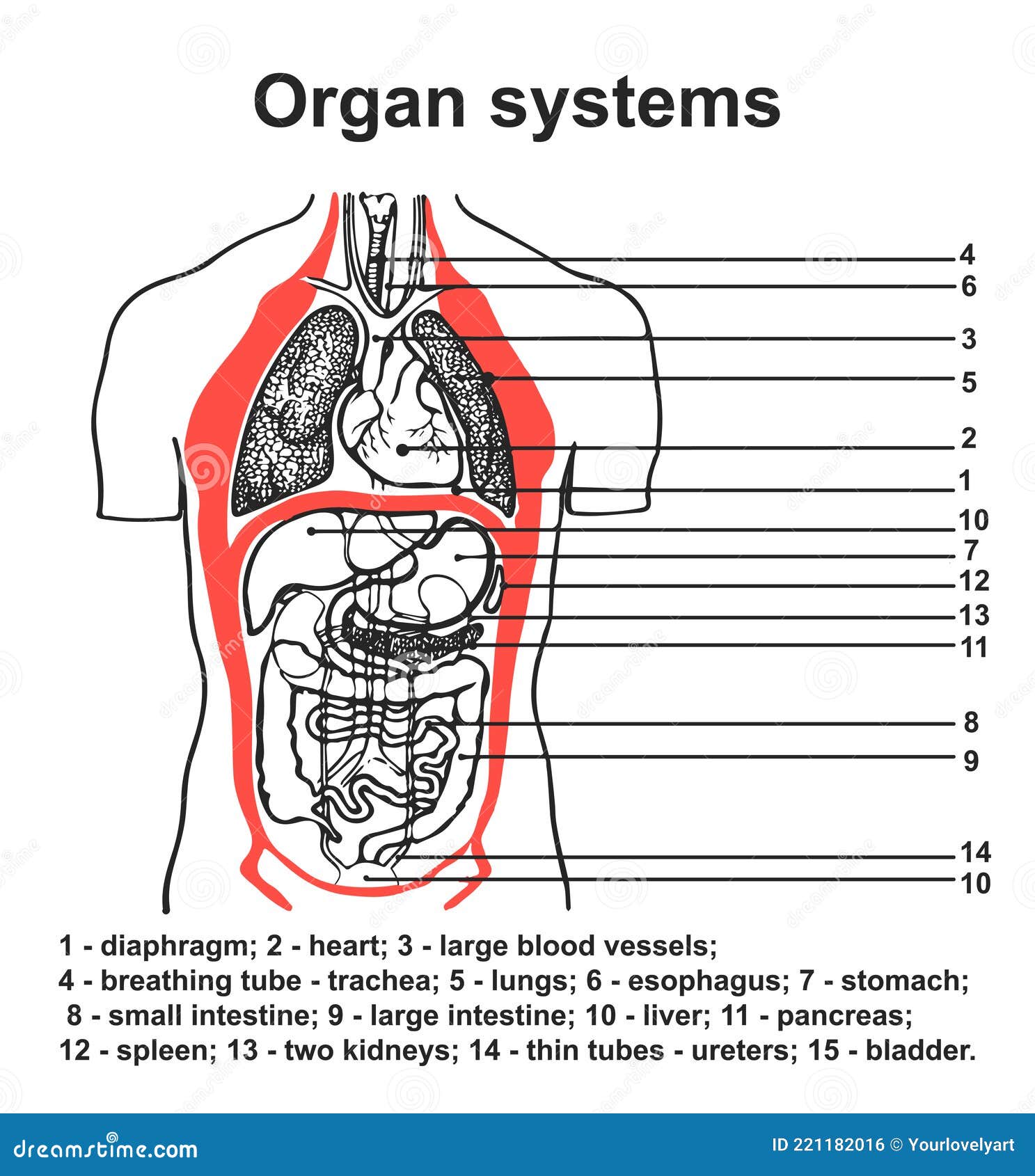Human Body Organ Systems Detailed Chart for Anatomy Presentation Poster ...