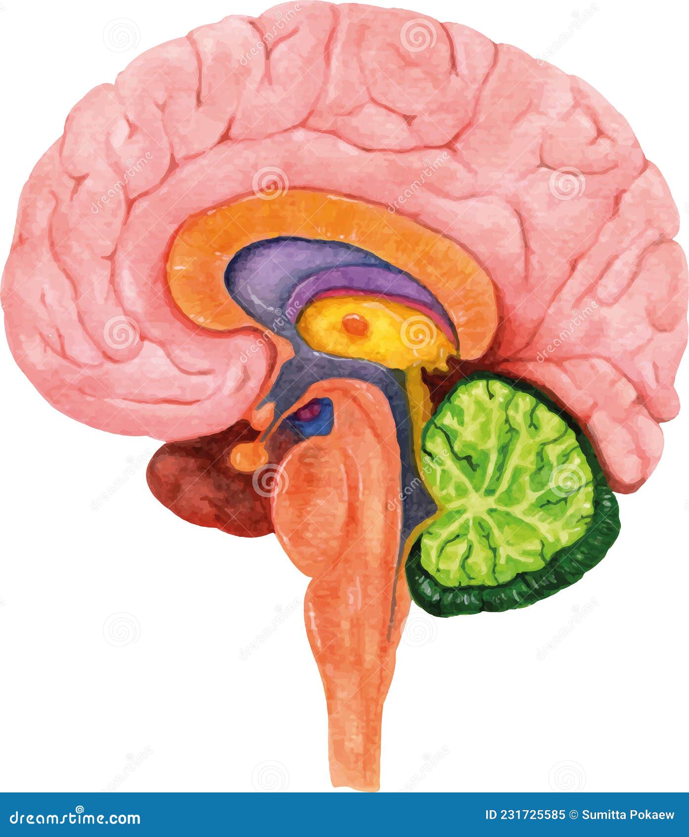 Median Section Of Human Brain Cartoon Vector | CartoonDealer.com #184285075