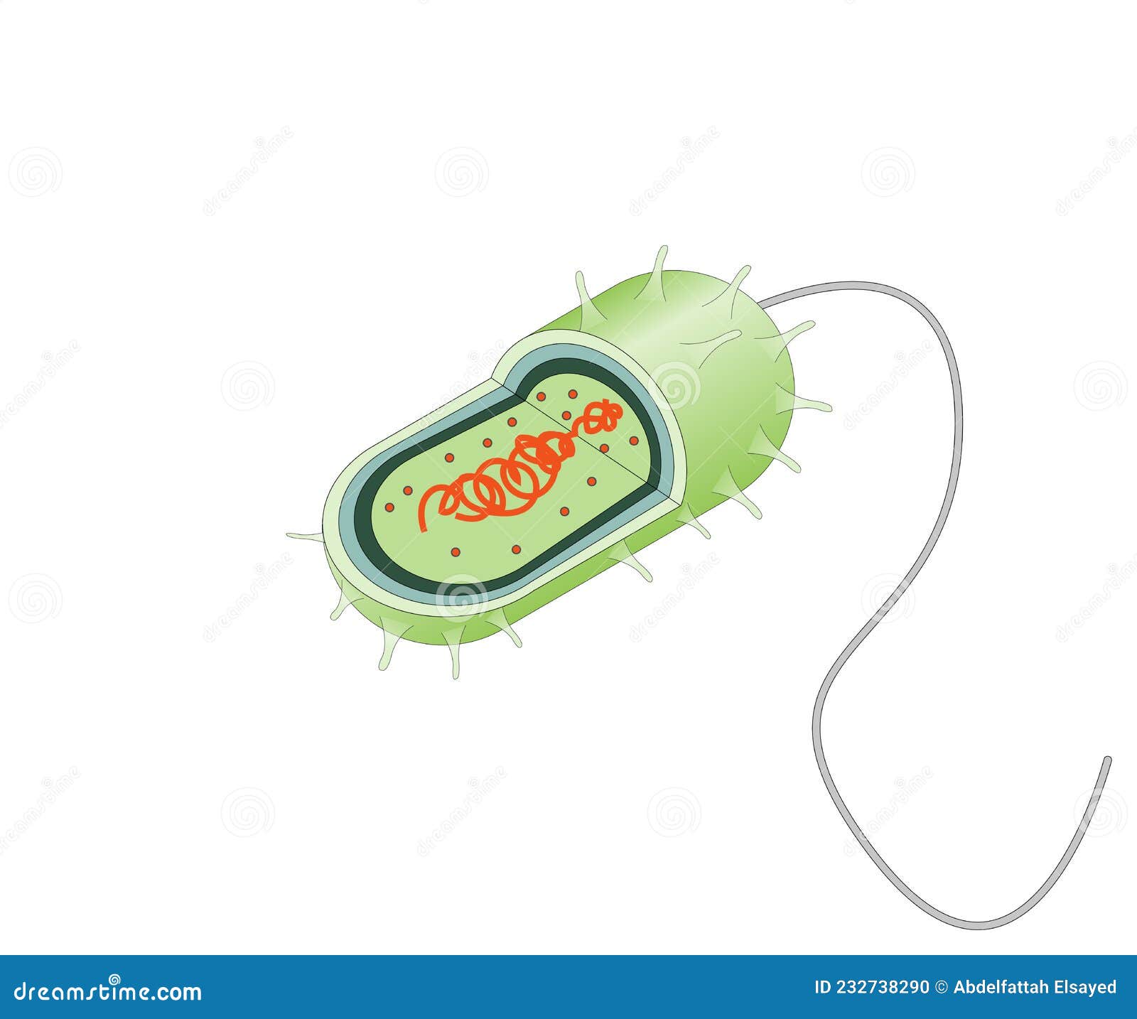 Salmonella Bacteria Structure
